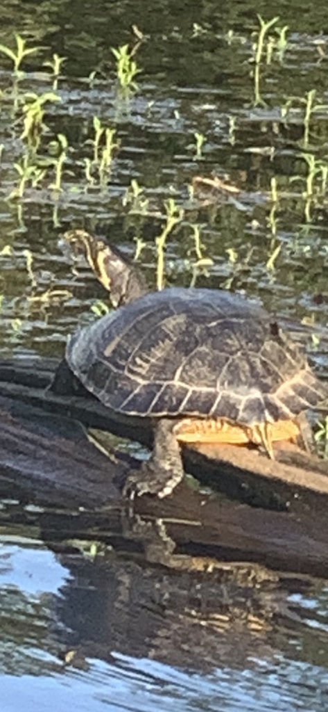 River Cooter from Lauderdale County, US-MS, US on August 05, 2022 at 09 ...
