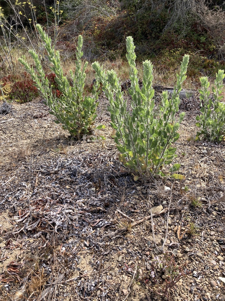 Telegraphweed from Point Molate Beach, Richmond, CA, US on August 5 ...