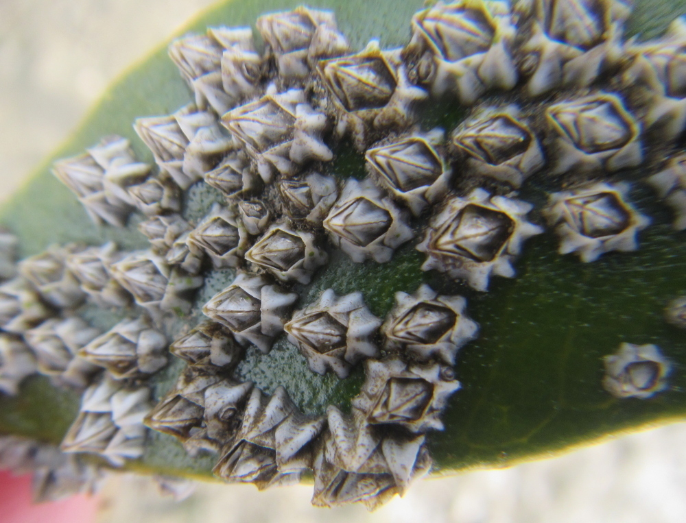 Beaked barnacle (Beach Barnacles Of New Zealand) · iNaturalist