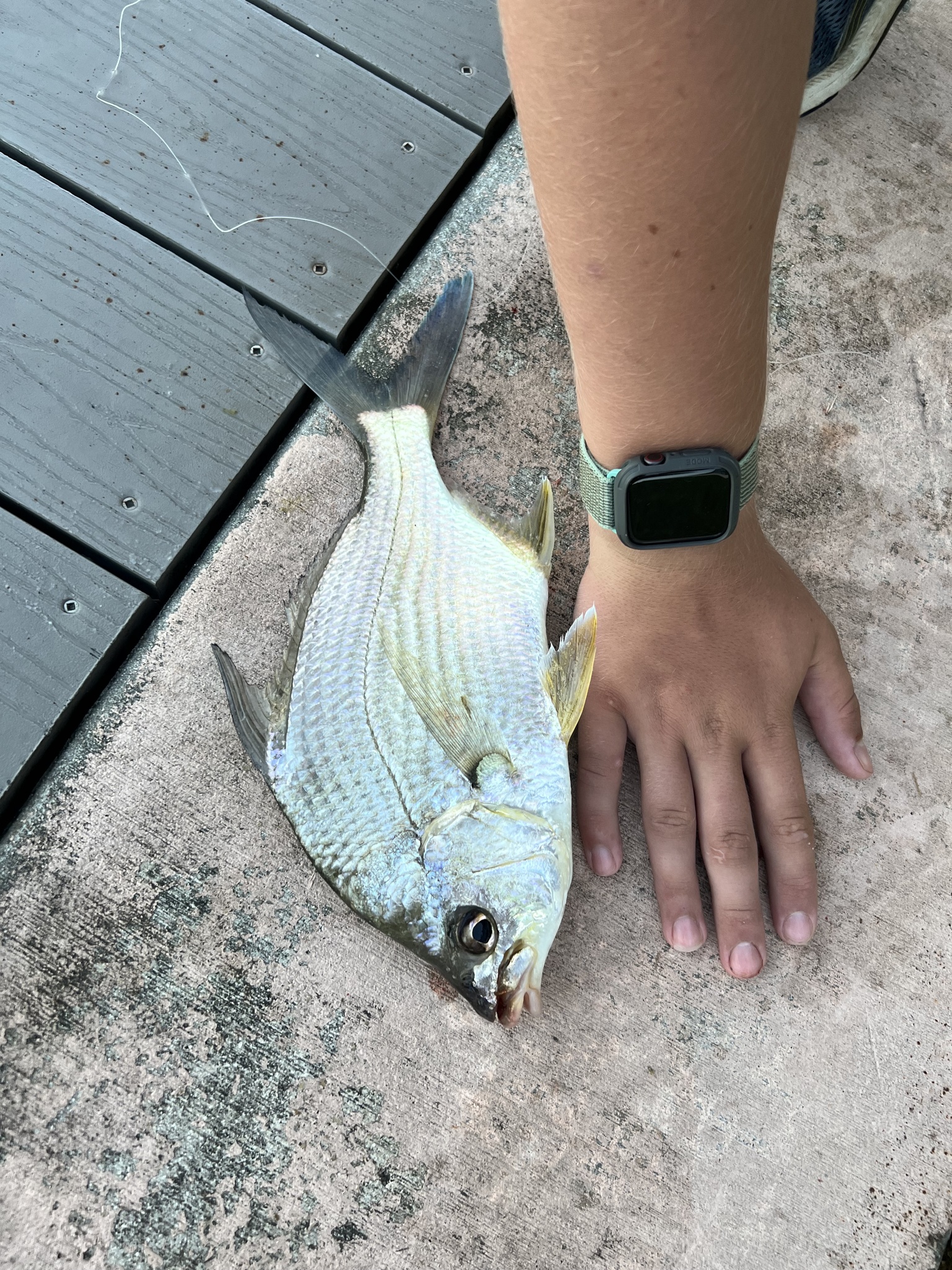 Diapterus auratus Ranzani, 1842