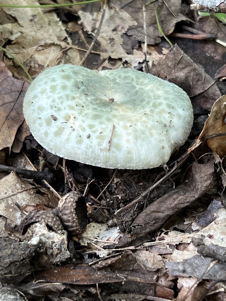 Blue-green Cracking Russula from Albert Johnson Rd, Nashville, IN, US ...