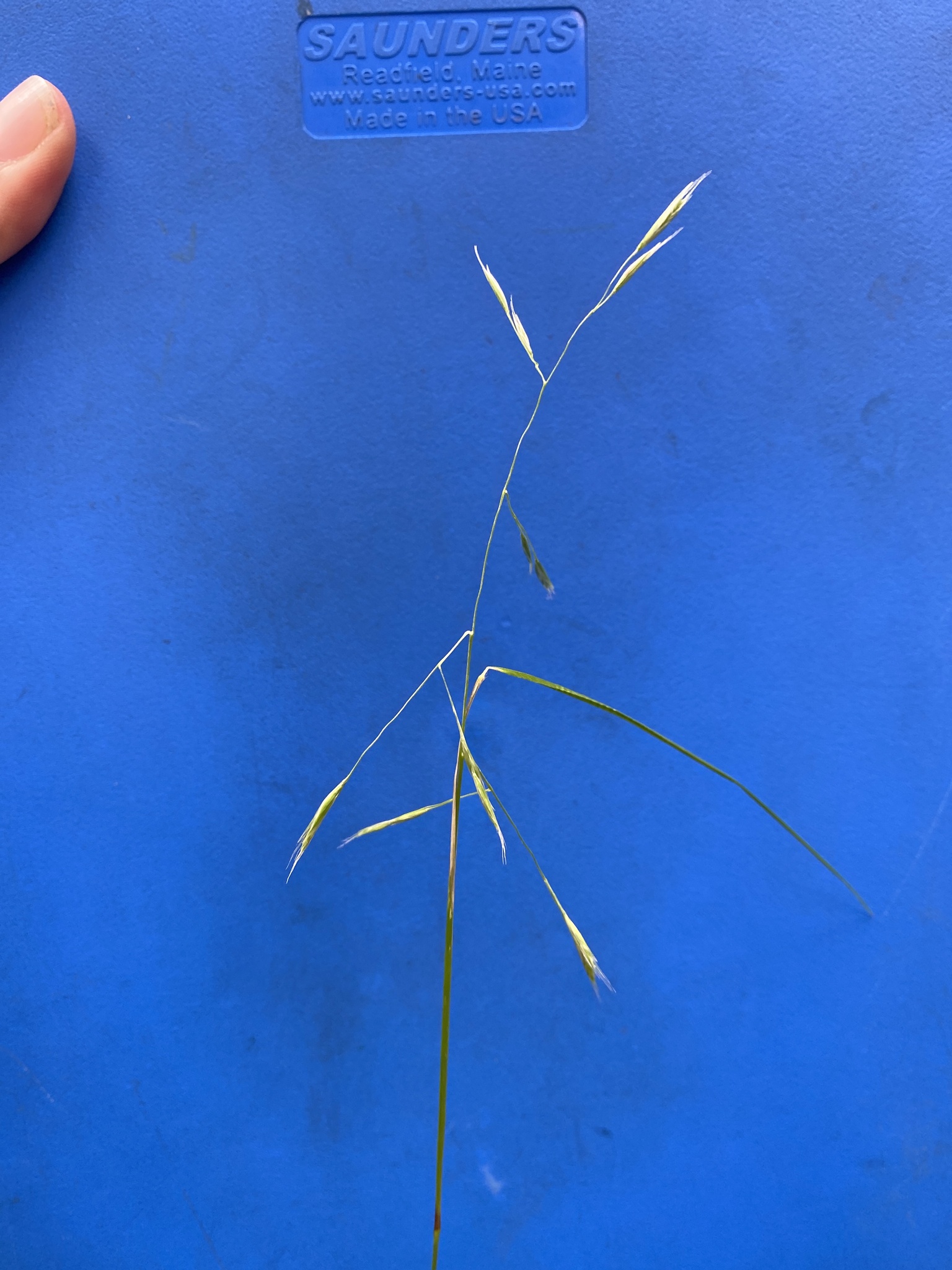 Danthonia compressa Austin