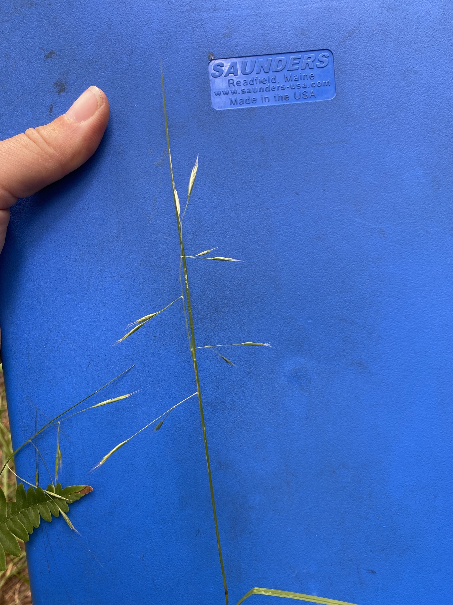 Danthonia compressa Austin