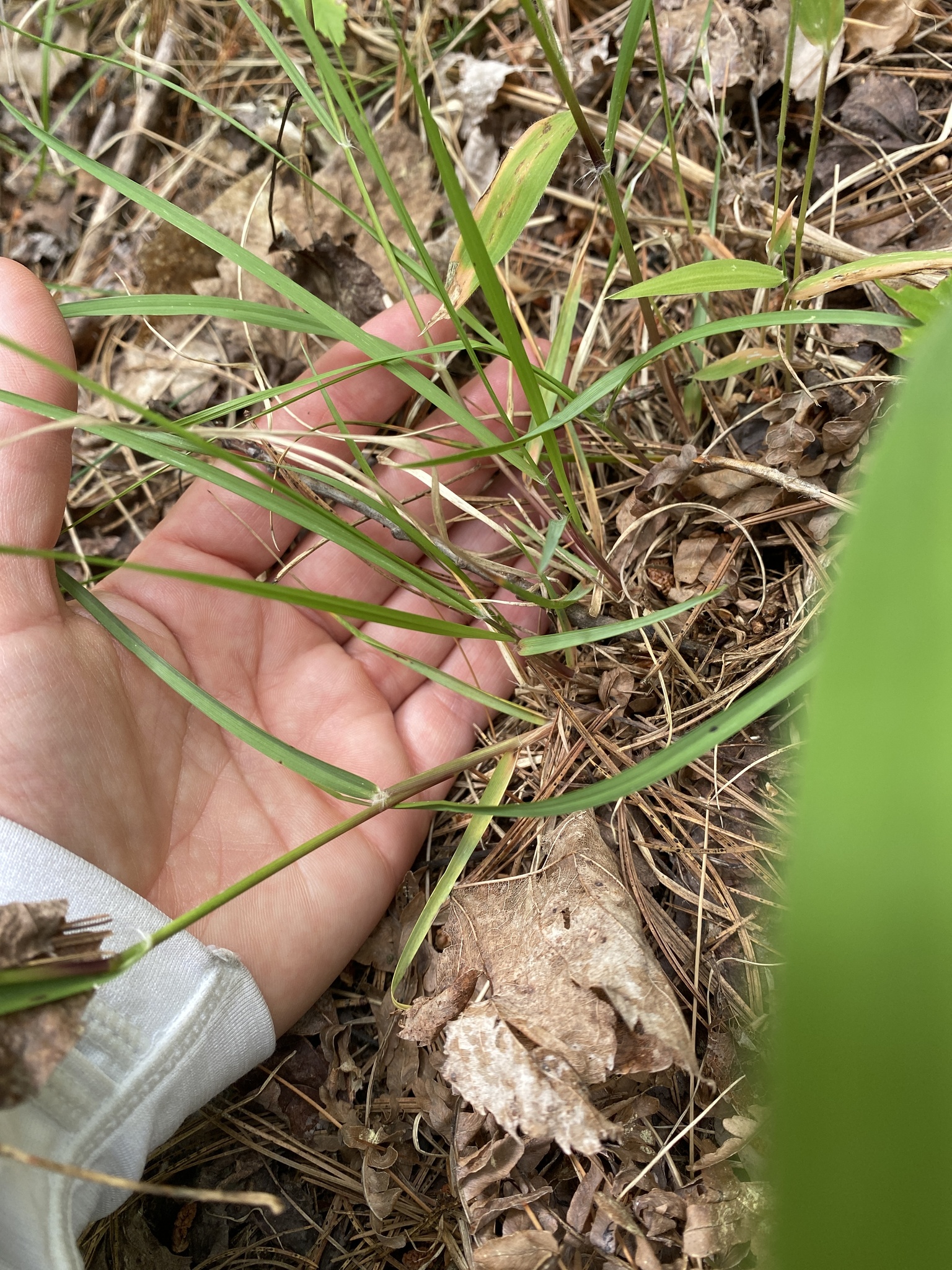 Danthonia compressa Austin