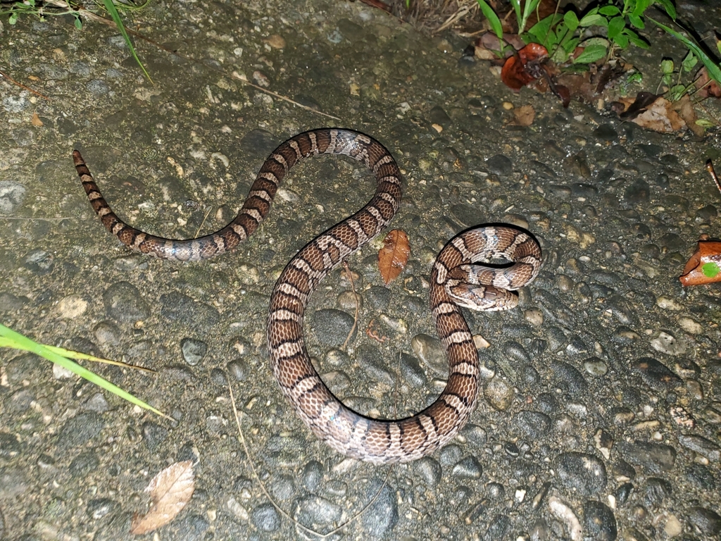 Eastern Milksnake from Big South Fork National River and Recreation ...