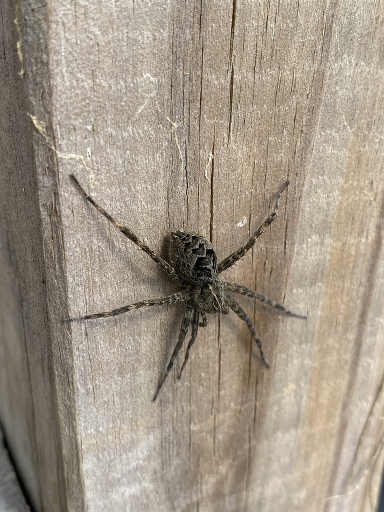 Striped Fishing Spider from Thompson Pond, Spencer, MA, US on August 05 ...