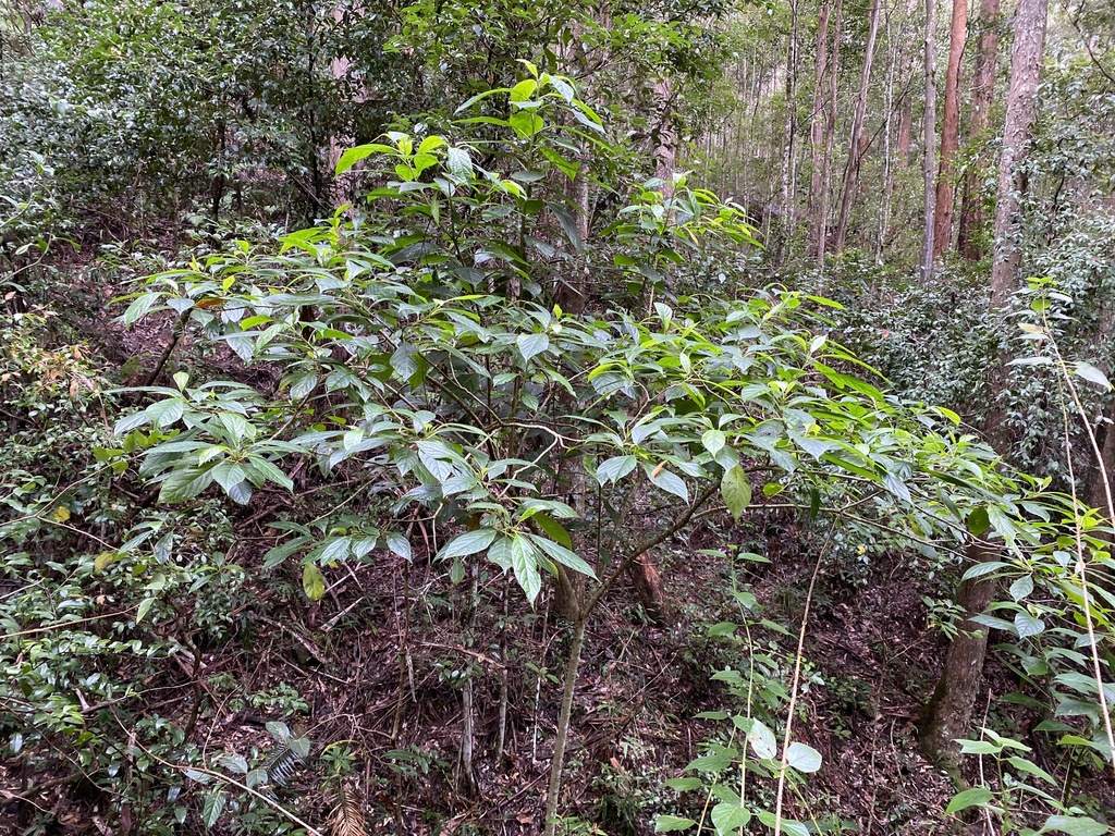 Native Hydrangea from Glass House Mountains, QLD, AU on August 6, 2022 ...