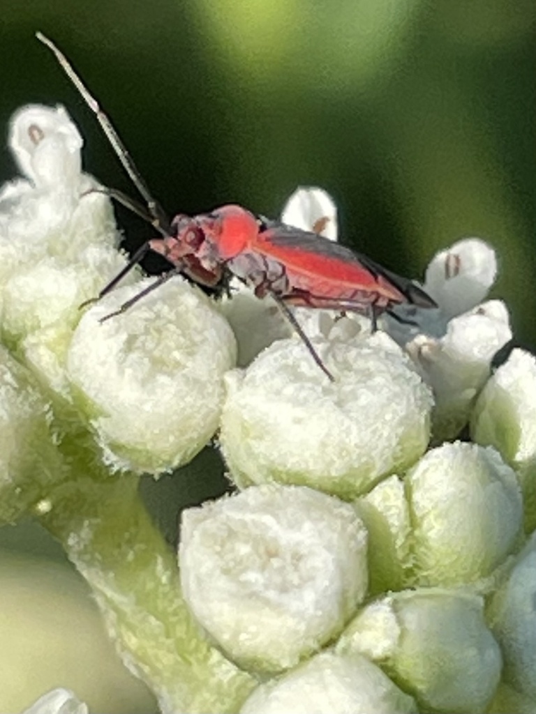 Lopidea instabilis from Willow St, South Portland, ME, US on July 30 ...