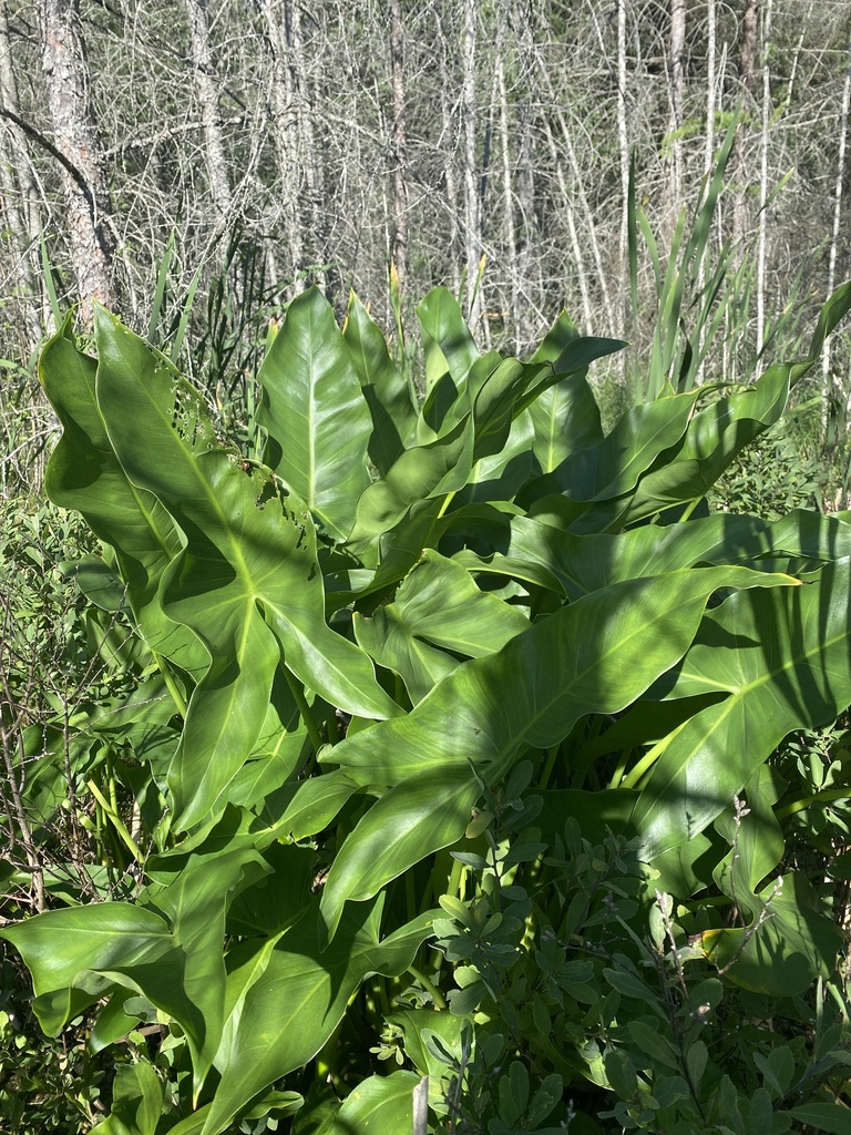 Green Arrow Arum from Cheboygan County, US-MI, US on July 22, 2022 at ...