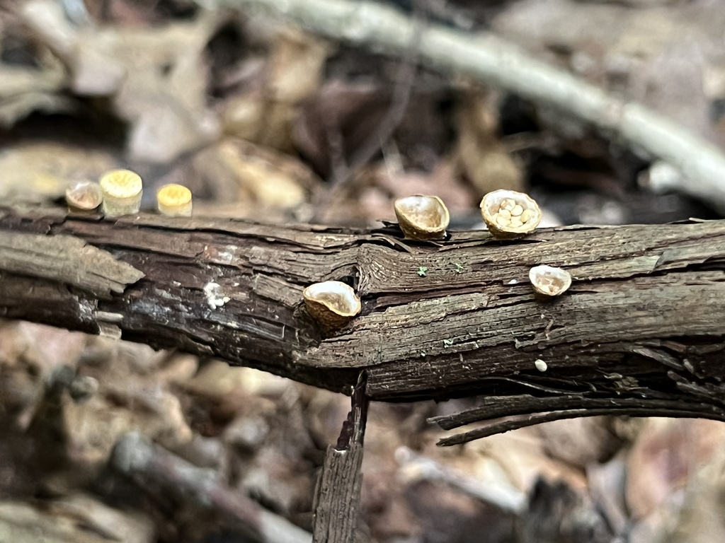 Crucibulum from Albert Johnson Rd, Nashville, IN, US on August 05, 2022 ...