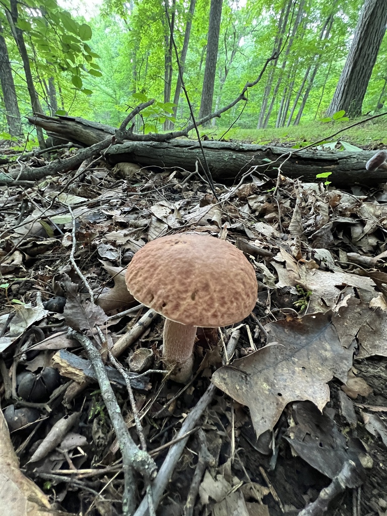 lilac bolete from Albert Johnson Rd, Nashville, IN, US on August 05 ...