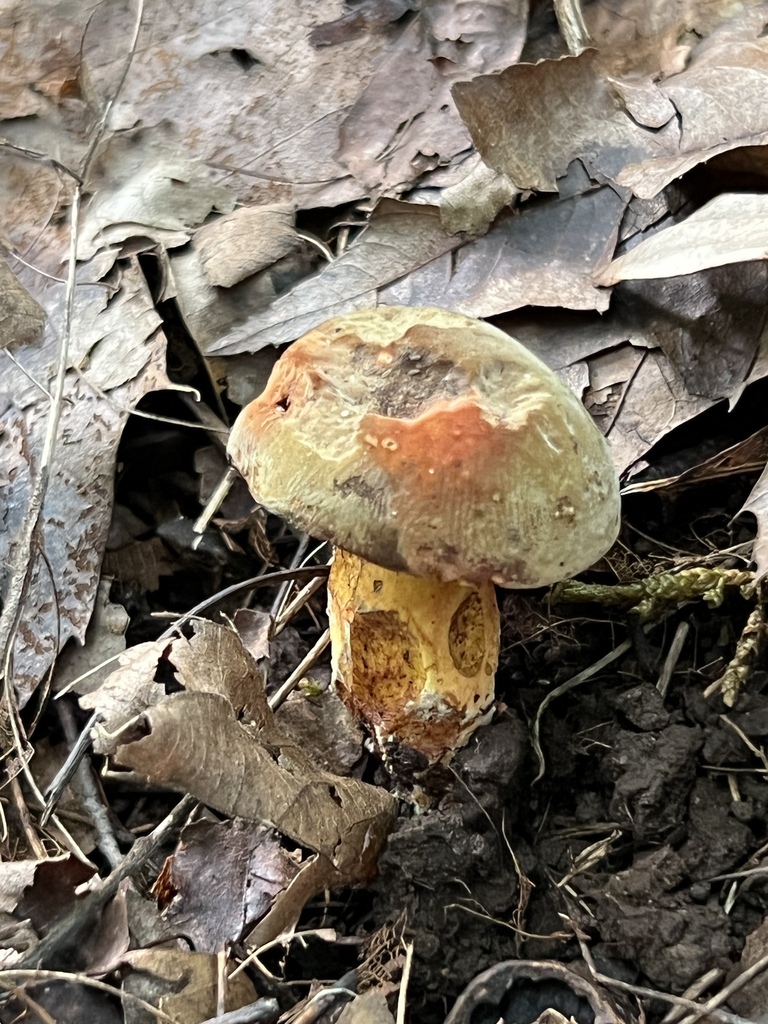 Neoboletus from Albert Johnson Rd, Nashville, IN, US on August 05, 2022 ...