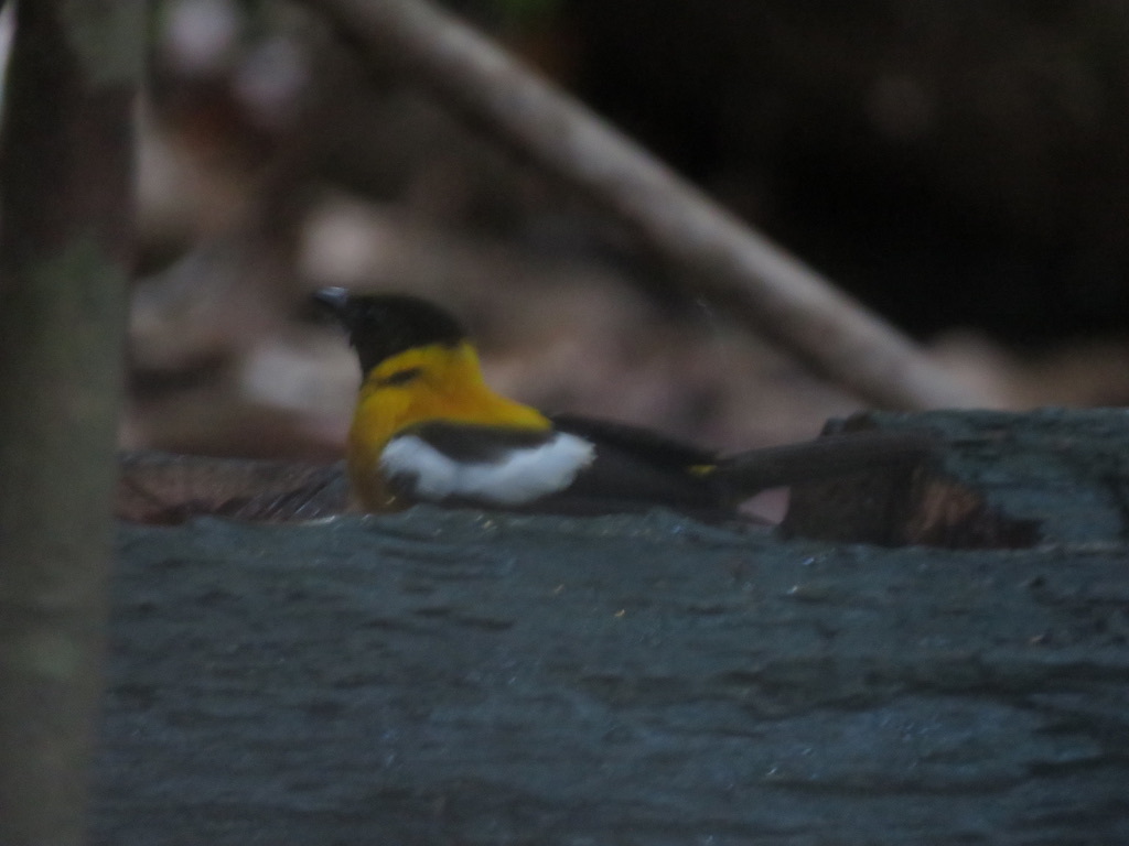 Lanio versicolor (d'Orbigny & Lafresnaye, 1837)