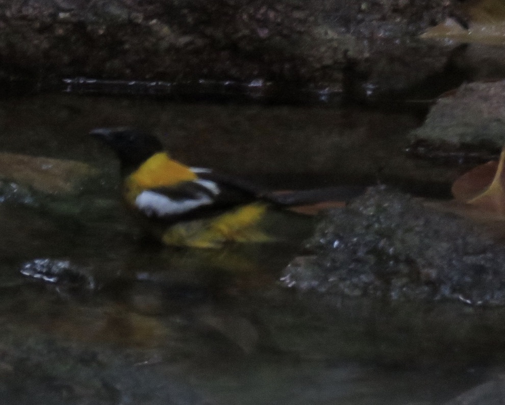 Lanio versicolor (d'Orbigny & Lafresnaye, 1837)