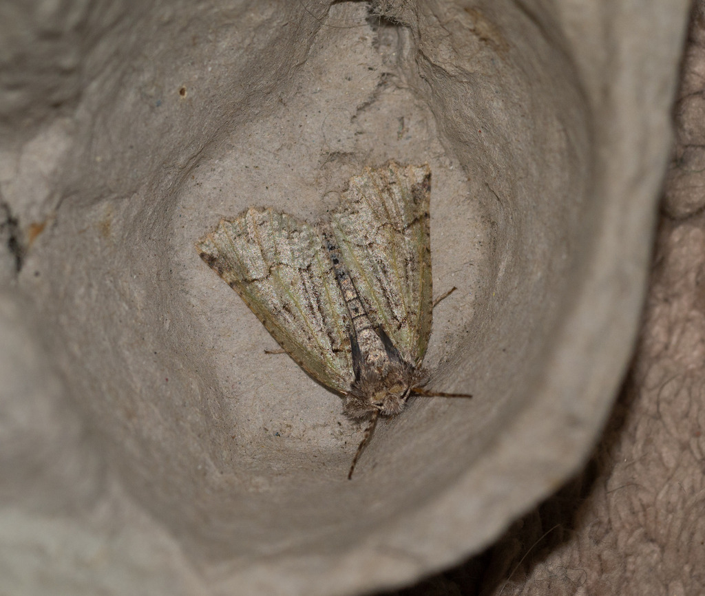 Forest Semilooper from Hall Road, Sawyers Bay, New Zealand on August 05 ...