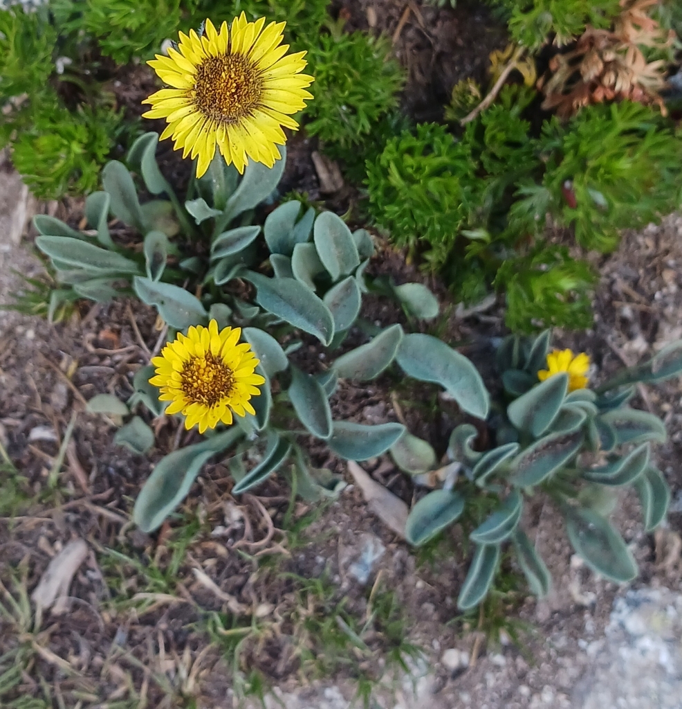 Alpine Yellow Fleabane from Comté de Chelan, Washington, États-Unis on ...