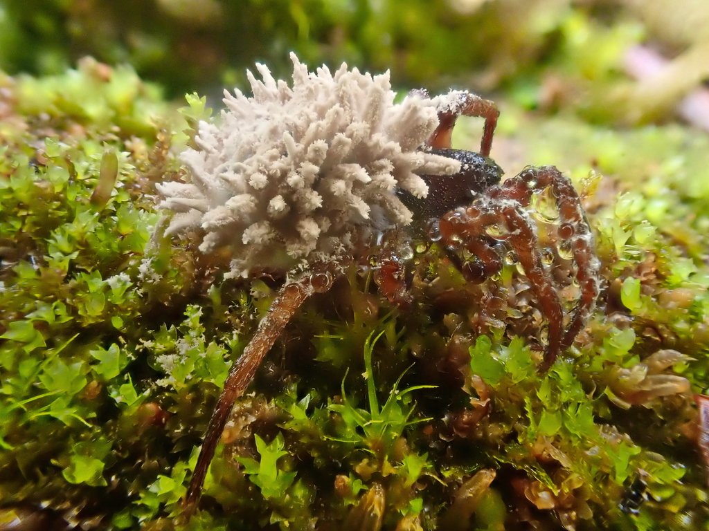 Gibellula from Iskut, BC V0J 1K0, Canada on August 04, 2022 at 02:44 PM ...