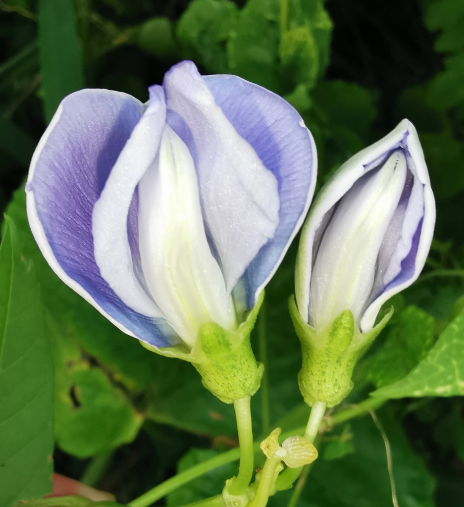 Winged Bean (Psophocarpus tetragonolobus) - Botanical Realm