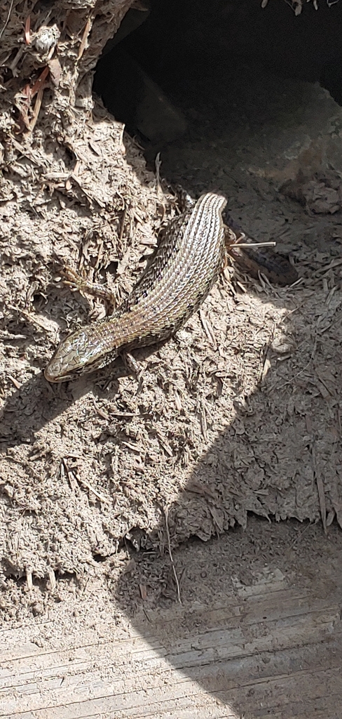 Northern Alligator Lizard from Gold Bar, WA 98251, USA on August 05 ...