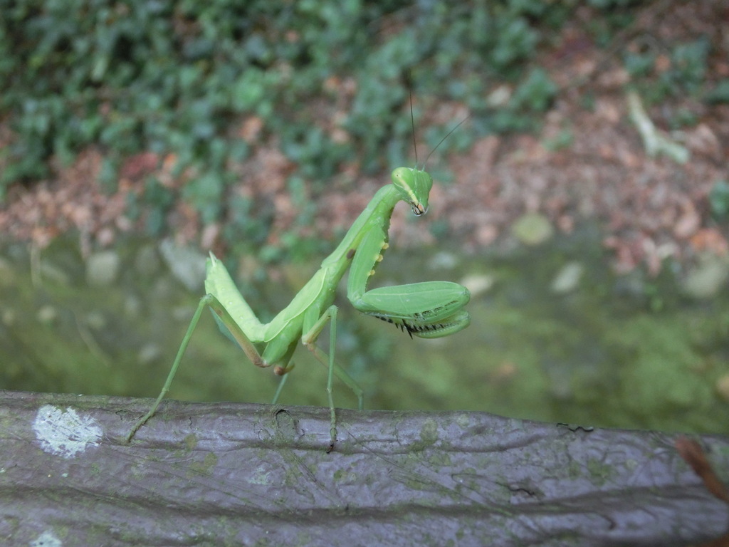 Giant Asian Mantis from 台灣彰化縣 on July 30, 2022 at 10:18 AM by r88621108 ...