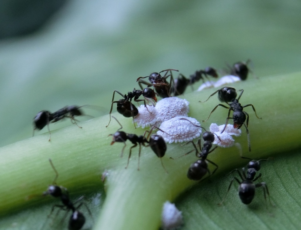 Dolichoderus thoracicus from 台灣彰化縣 on July 30, 2022 at 11:01 AM by ...