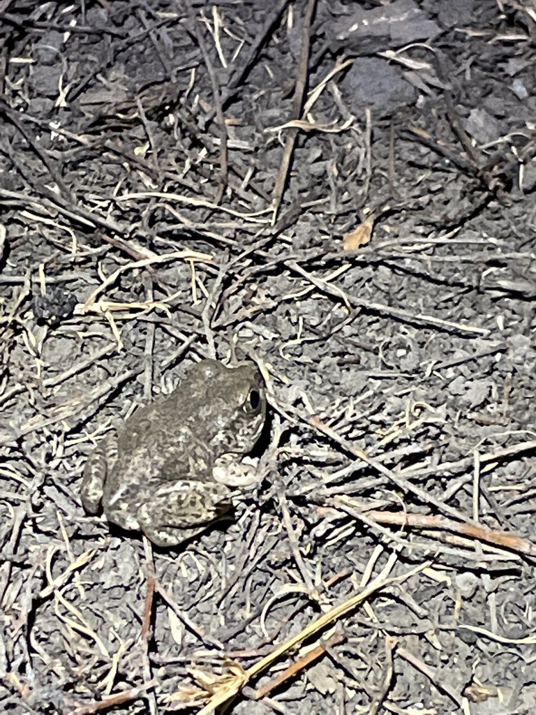 Plains Spadefoot from Bayo Ave, El Paso, TX, US on August 5, 2022 at 09 ...
