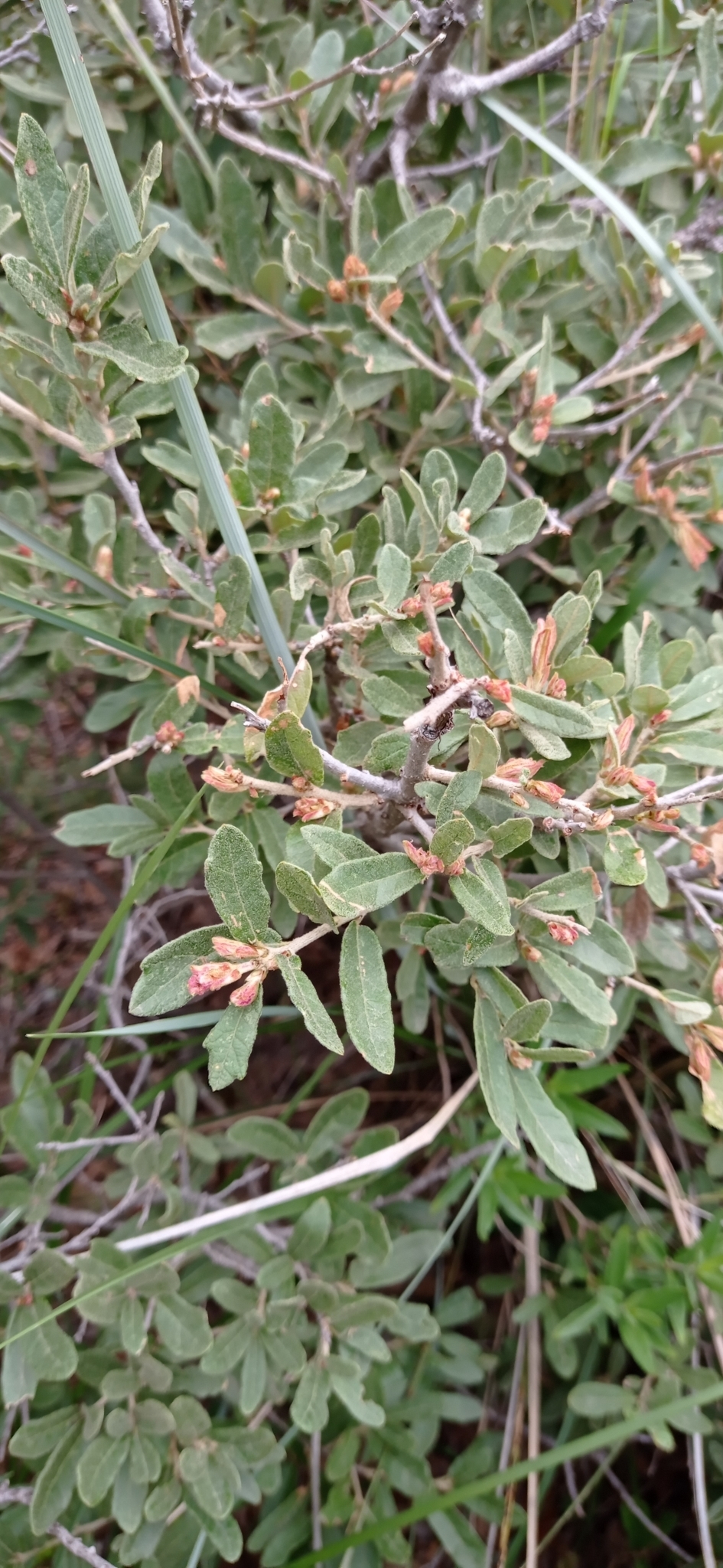 Quercus microphylla Née