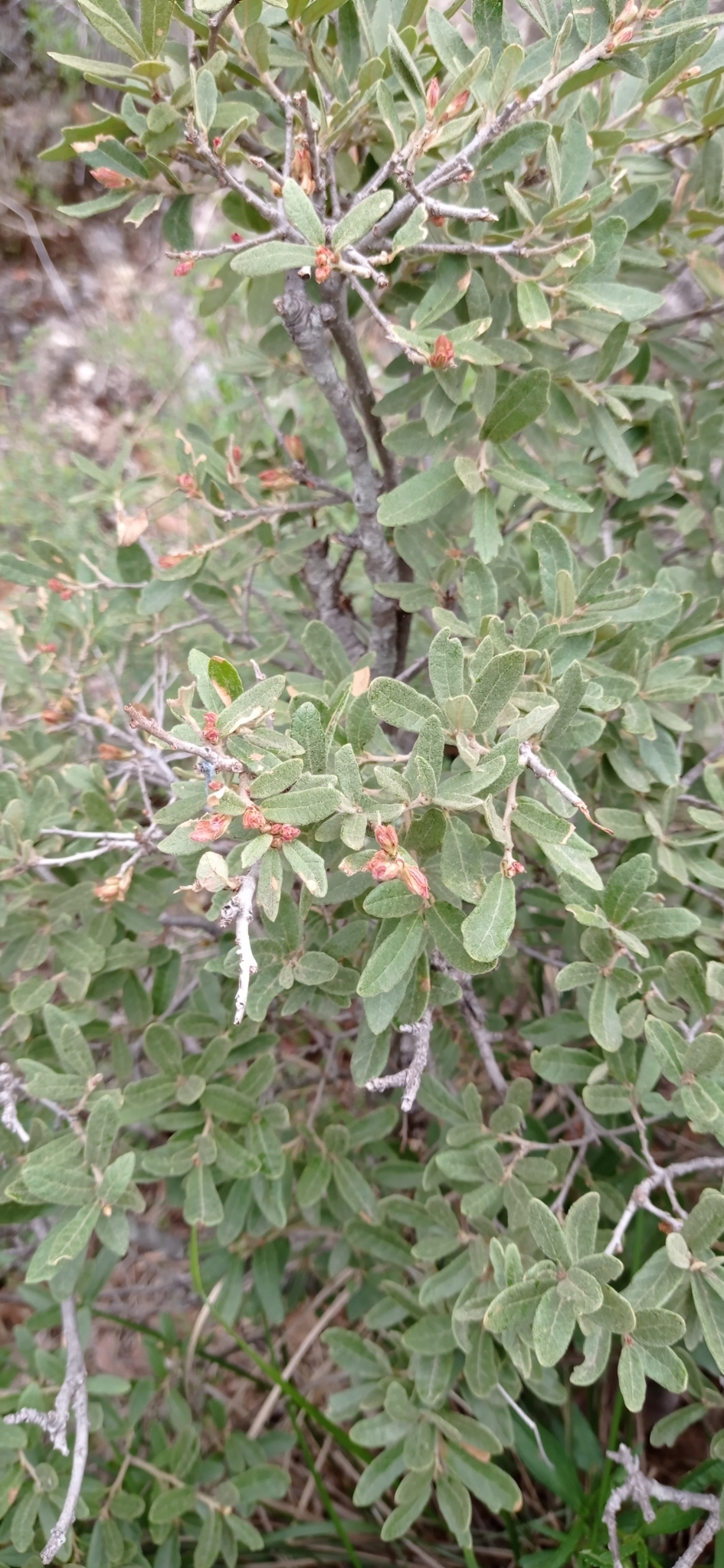 Quercus microphylla Née