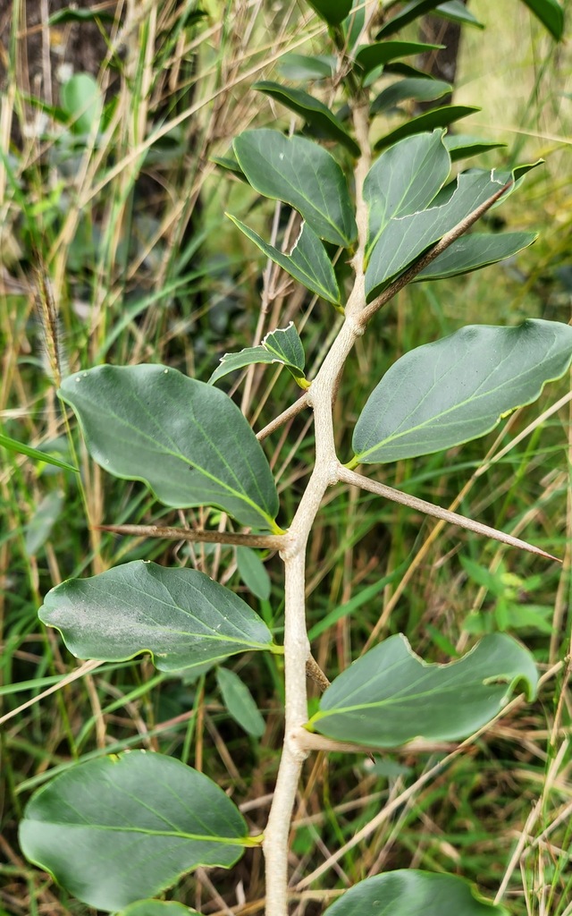 Cockspur Thorn in April 2022 by Brooke Corrigan · iNaturalist