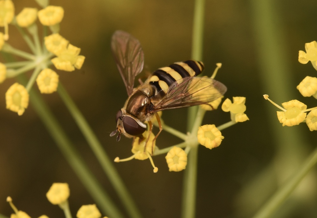 Eupeodes americanus from MooseWood Nature Center, Marquette, MI, USA on ...