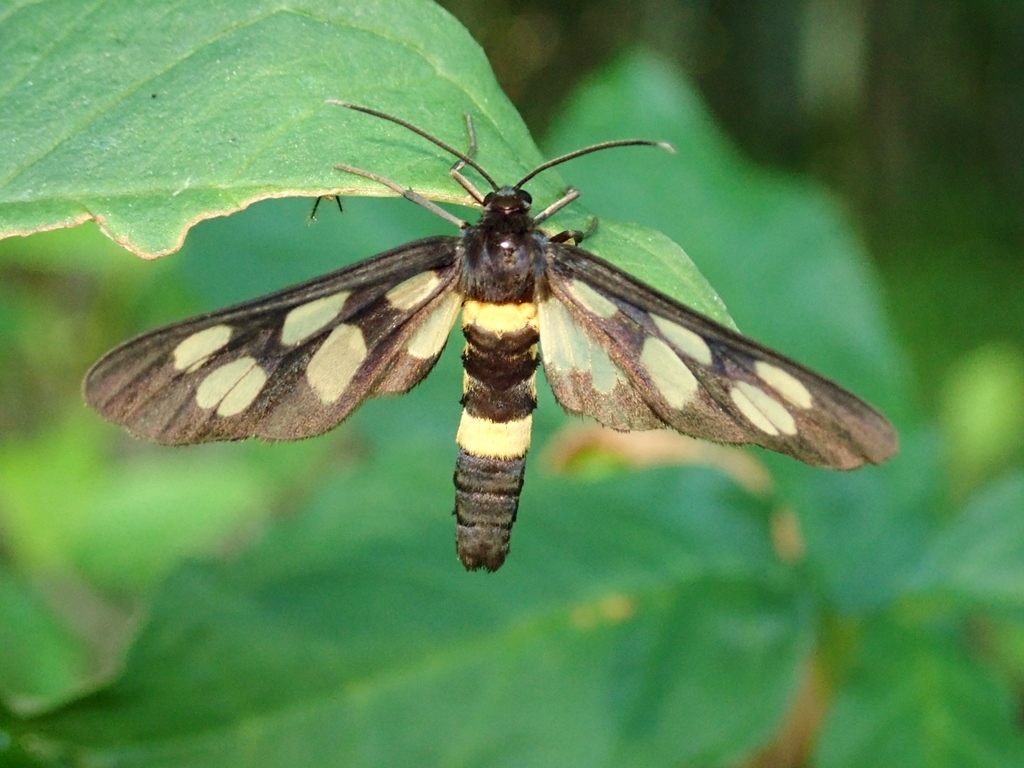 Japanese Nine-spotted Moth from 日本、〒401-0502 山梨県南都留郡山中湖村平野 on July 31 ...