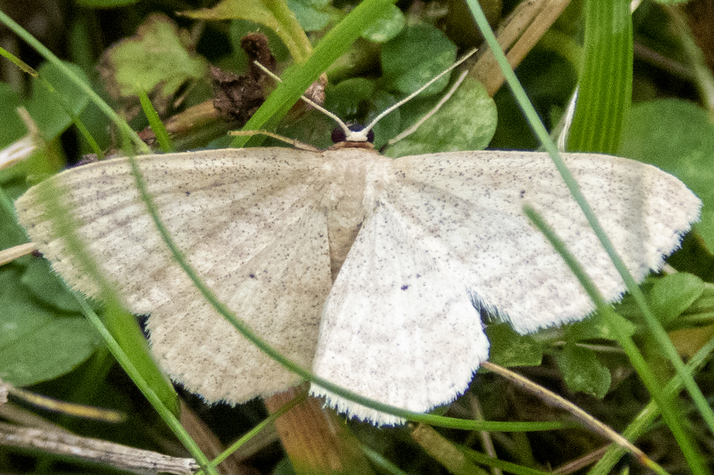 Soft-lined Wave from Shepard Settlement, Onondaga County, NY, USA on ...