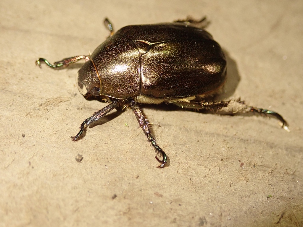 Anomala cuprea (Hope, 1839)