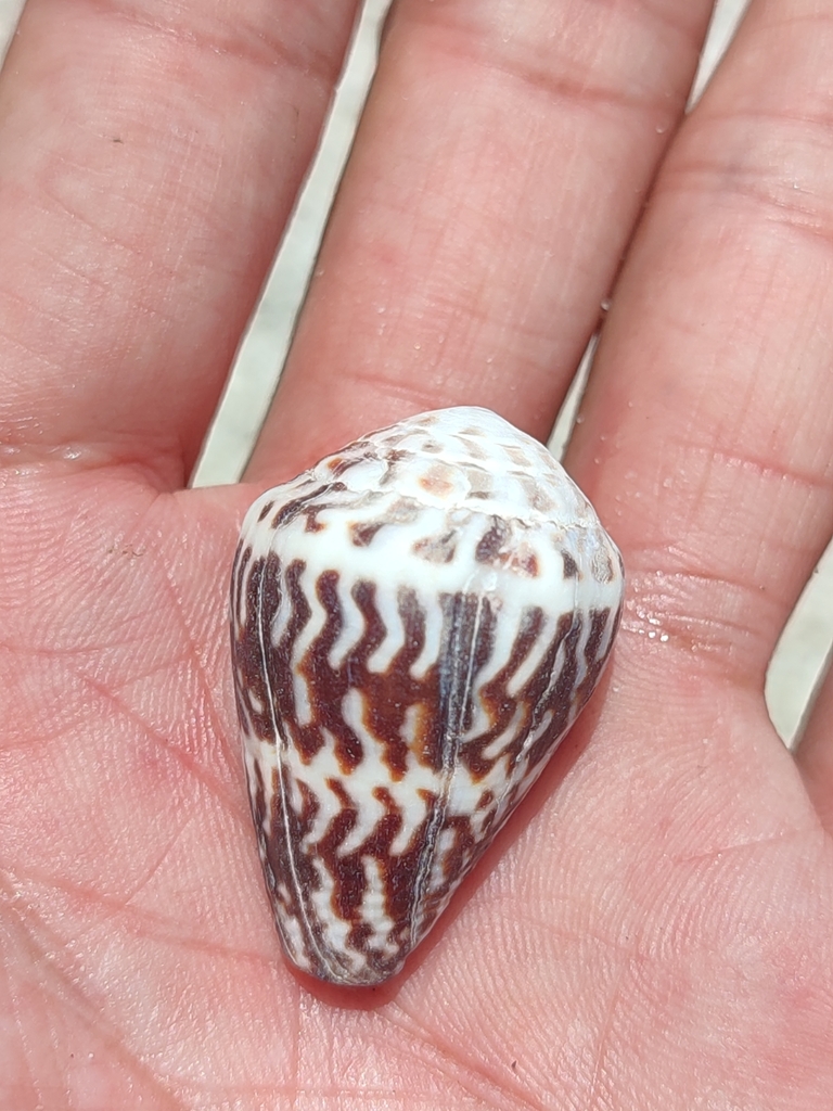 Vermiculate Cone from 885台灣澎湖縣湖西鄉北寮村 on August 06, 2022 at 12:19 PM by ...