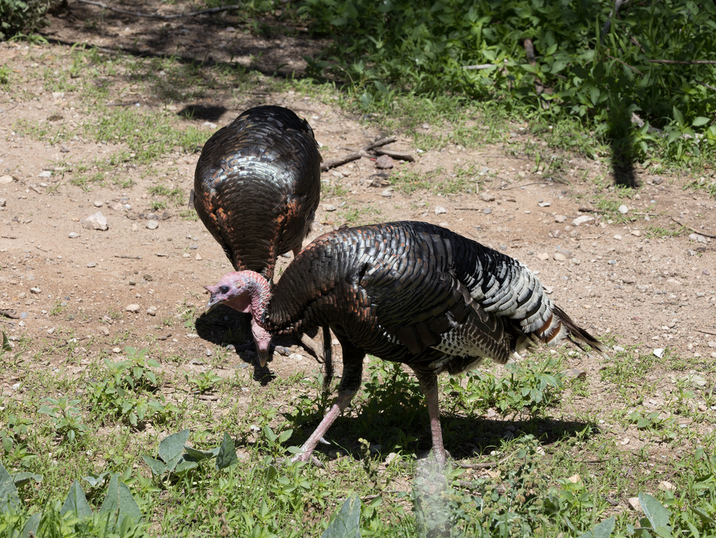 Wild Turkey from Santa Cruz, Arizona, United States on August 01, 2022 ...