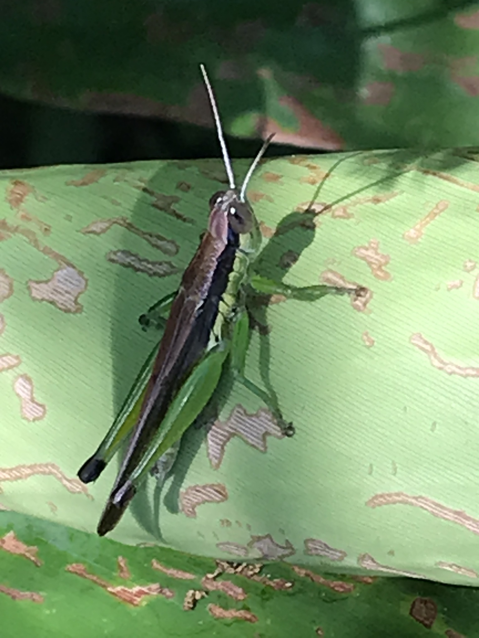 Oxya chinensis (Thunberg, 1815)