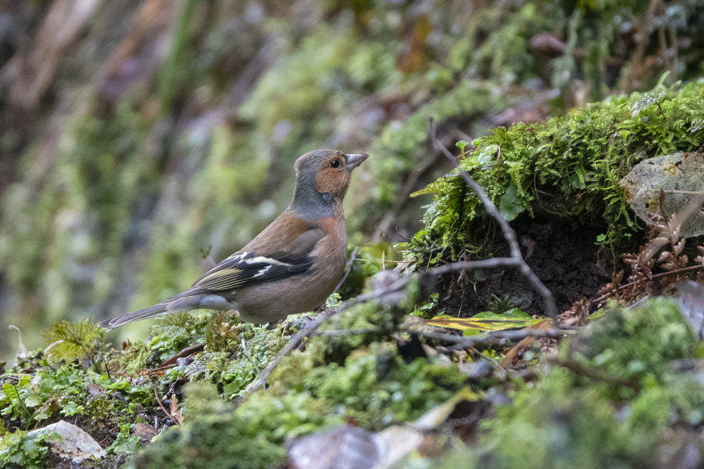 British Chaffinch from Paparoa, Paparoa National Park, Buller, West ...