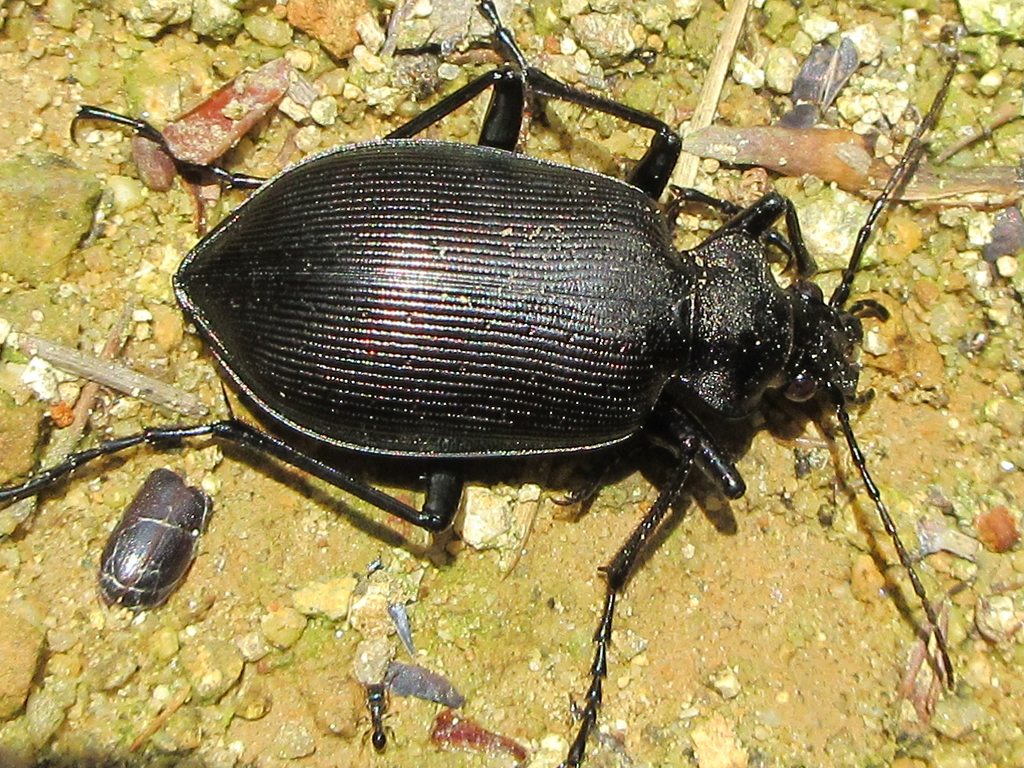 Calosoma maximowiczi from 대한민국 충청남도 천안시 동남구 on August 05, 2022 by ...