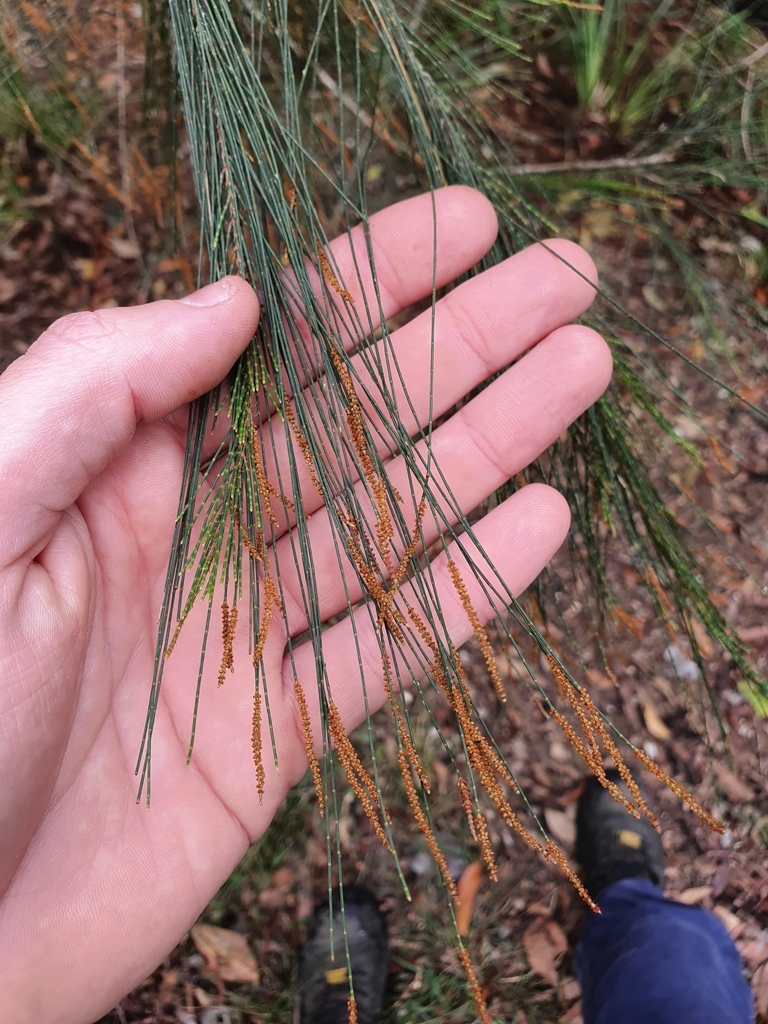 Black sheoak from Carina Heights QLD 4152, Australia on August 06, 2022 ...