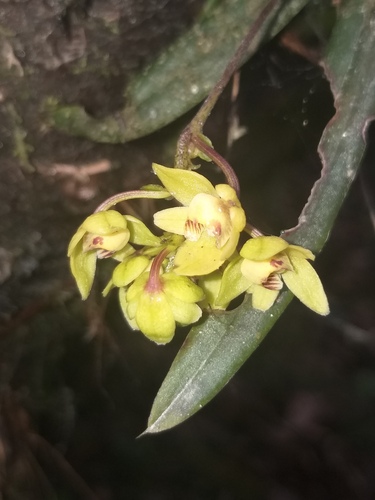Thrixspermum pygmaeum · iNaturalist