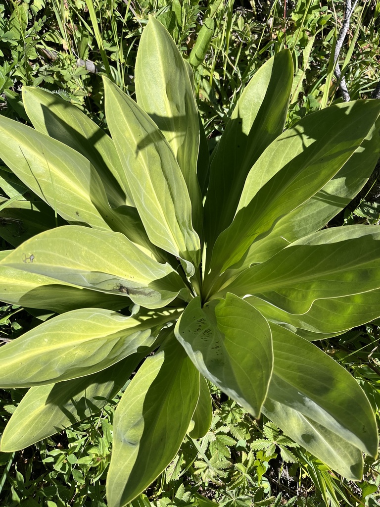 monument plant from White River National Forest, Aspen, CO, US on ...