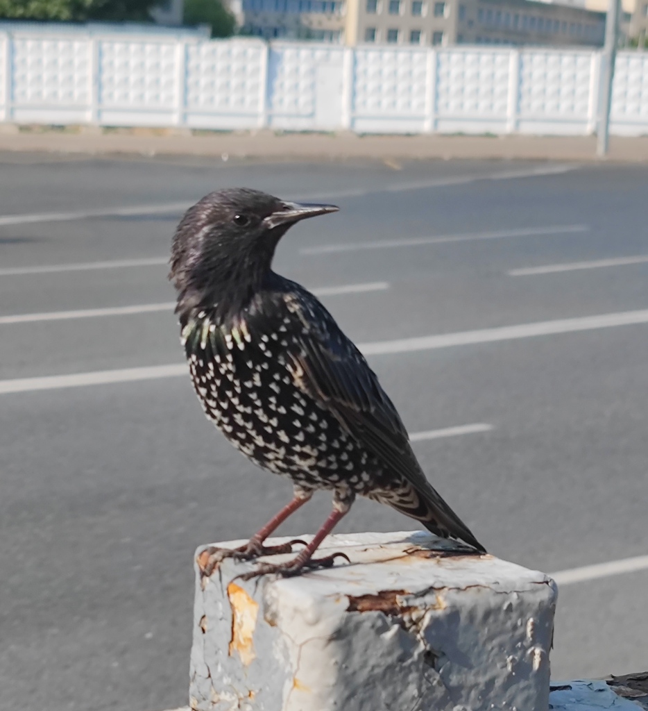 European Starling from Юго-Восточный административный округ, Москва ...