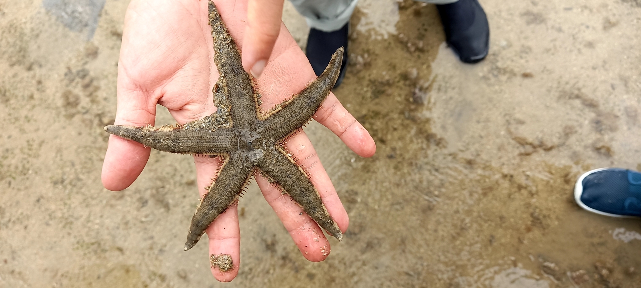 Archaster typicus Müller & Troschel, 1840