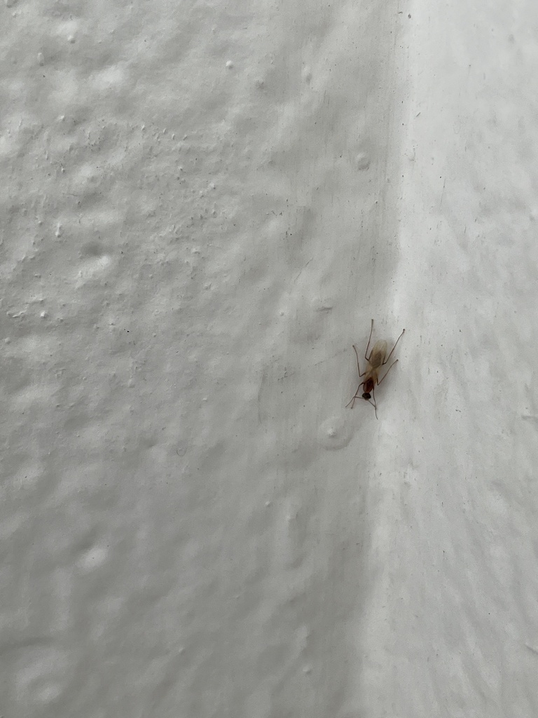 Hawaiian Carpenter Ant from World War II Valor in the Pacific National ...
