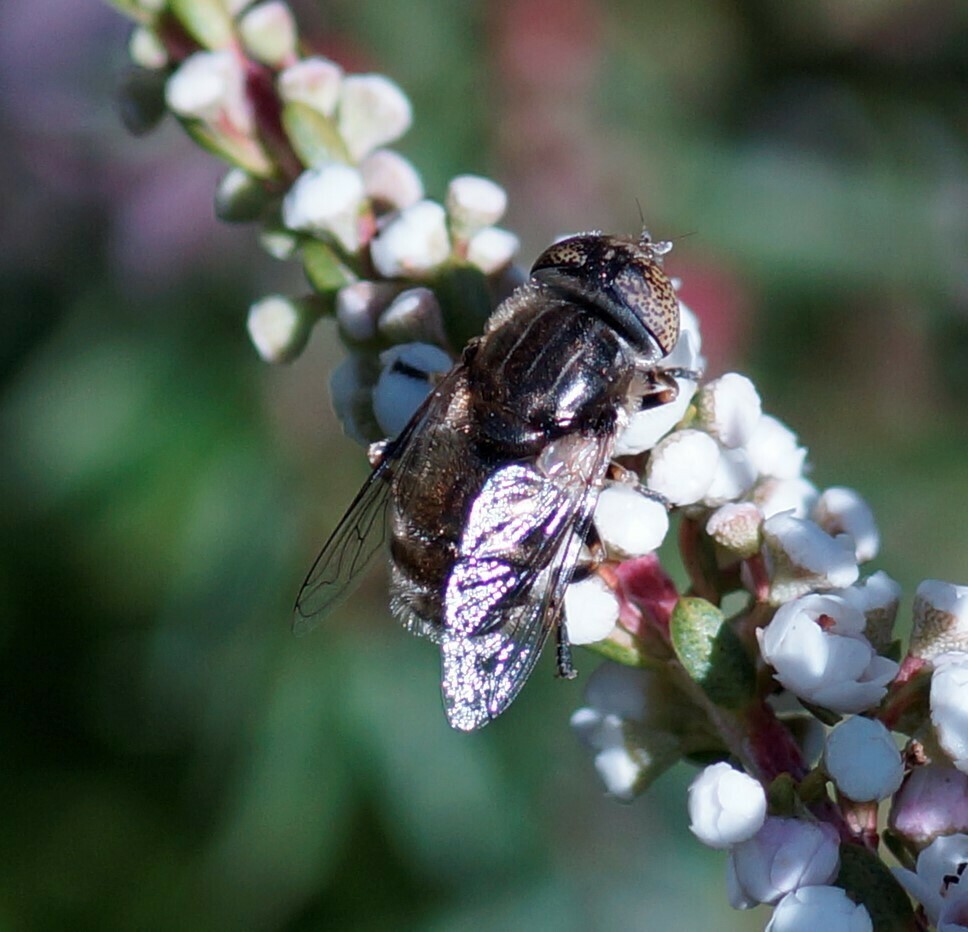 Common Lagoon Fly from Geelong VIC, Australia on August 4, 2022 by Rod ...