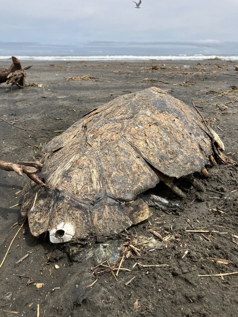 Loggerhead Sea Turtle in August 2022 by mothmaniacal. 110 cm long ...