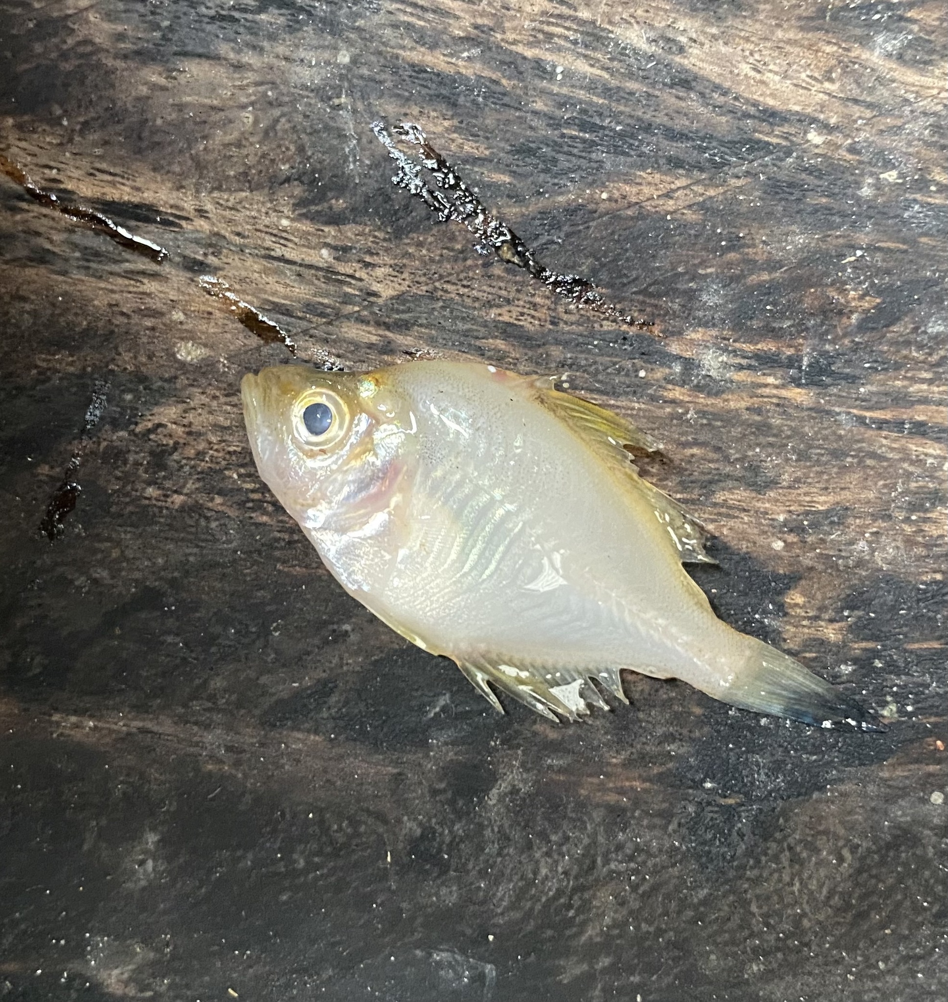 Parambassis ranga (Hamilton, 1822)