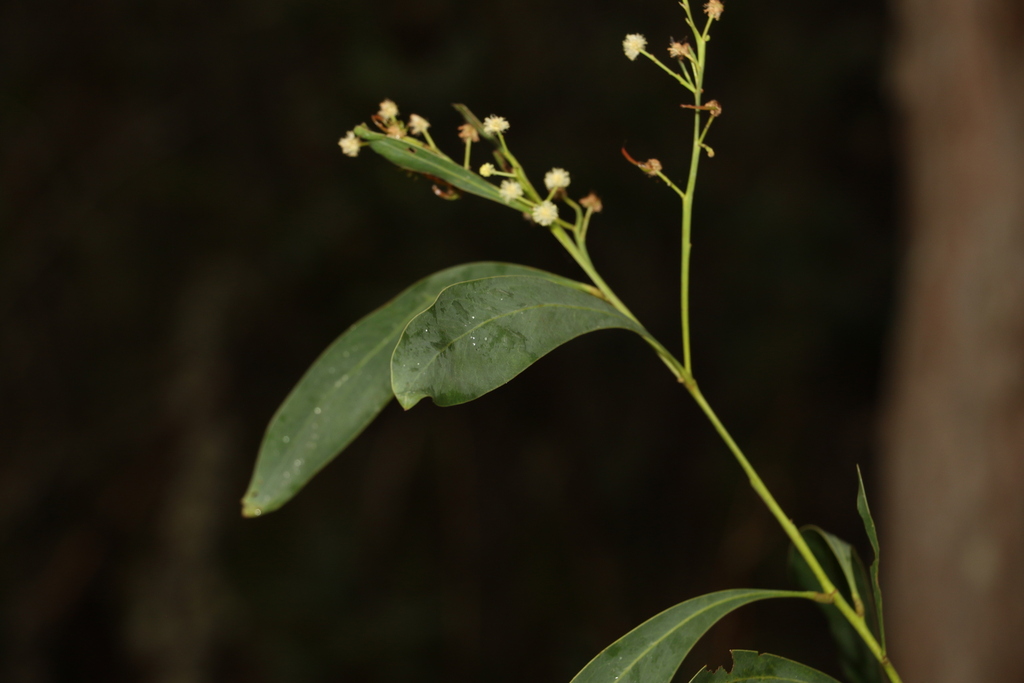 sickle wattle from Mount Nathan QLD 4211, Australia on August 6, 2022 ...