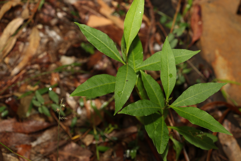 Common Hop Bush from Nerang, Queensland, Australia on August 6, 2022 at ...
