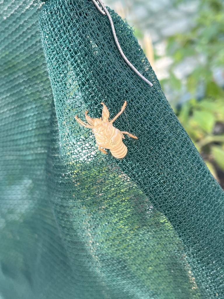 Ash Cicada from Paros, Paros, South Aegean, GR on August 5, 2022 at 10: ...